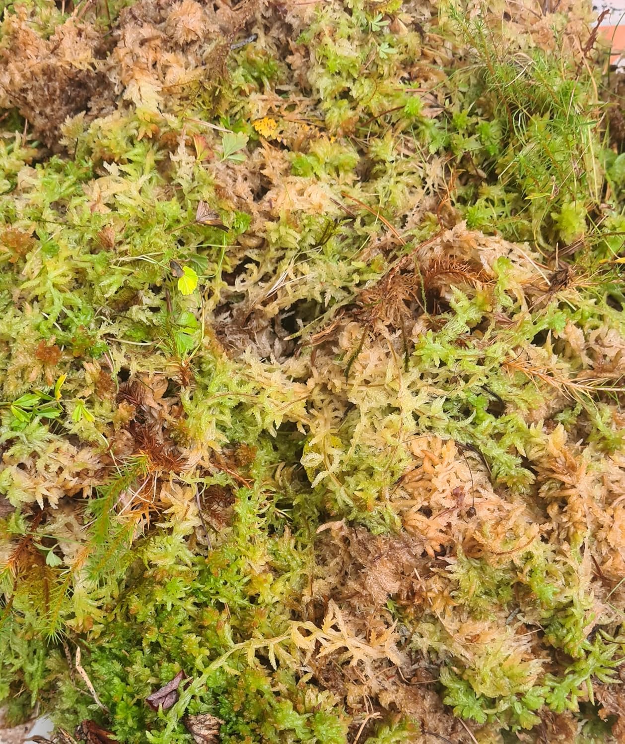 Welsh Sphagnum moss – Tall Trees Nursery